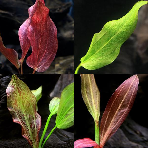 水草　中継草　後景草　Echinodorus　オモダカ科　エキノドルス属　Alismataceae　Ech　エキノ　Aquarius　アクアリウス　20250108　YT　2025tuuki　wplantevent202505　seitai...