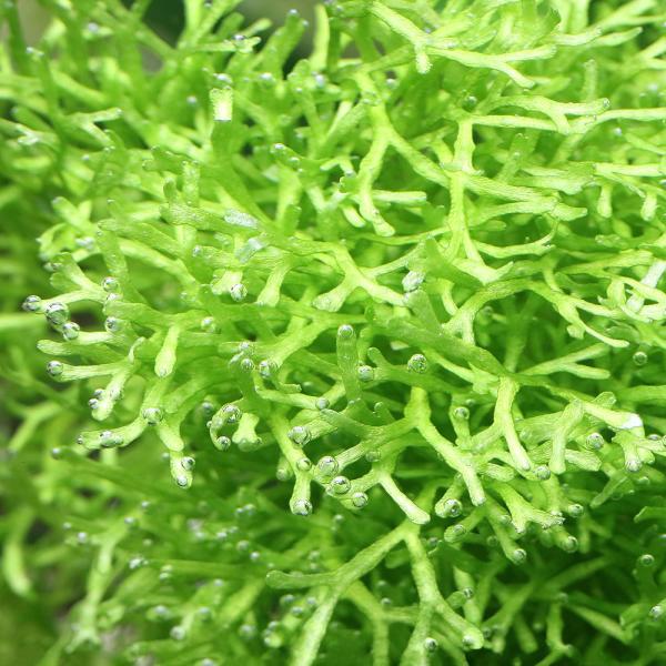 PF_SPQ　水草　前景草　リシアはこちら　リシアルーンルーン便　Riccia　fluitans　Cameroon　ウキゴケ科　Ricciaceae　ウキゴケ属　カヅノゴケ　カズノゴケ　ウキゴケ　リシアネット　20060516　TS　220...