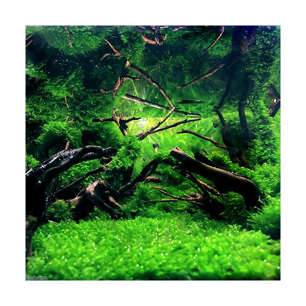 PF_SPQ　熱帯魚・エビ他　熱帯魚　shrimp_plants　_aqua　ウォーターフェザー　水草　モス　all_plants　wp_kywrd　_wfzbrwp　feather_　44ｋｋ　wptop4_190410　p5wpss21...