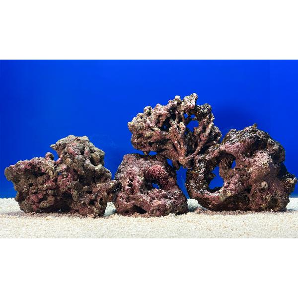 _aqua　◎　一点物　個体販売　現物　画像個体　海水　石　岩　ライブロック　ＬＲ　形状　lr_aｍ　lr_itten　海水魚　レイアウト　水槽　20260211　oyt　seitaigensen1ten　y26m02　weeklylvro...