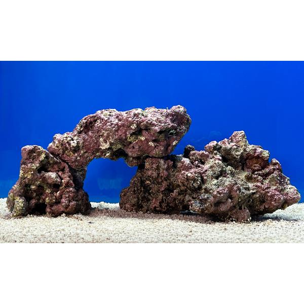 _aqua　◎　一点物　個体販売　現物　画像個体　海水　石　岩　ライブロック　ＬＲ　形状　lr_aｍ　lr_itten　海水魚　レイアウト　水槽　20260225　oyt　seitaigensen1ten　y26m03