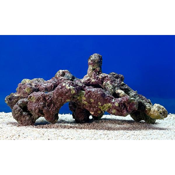_aqua　◎　一点物　個体販売　現物　画像個体　海水　石　岩　ライブロック　ＬＲ　形状　lr_aｍ　lr_itten　海水魚　レイアウト　水槽　20260225　oyt　seitaigensen1ten　y26m04