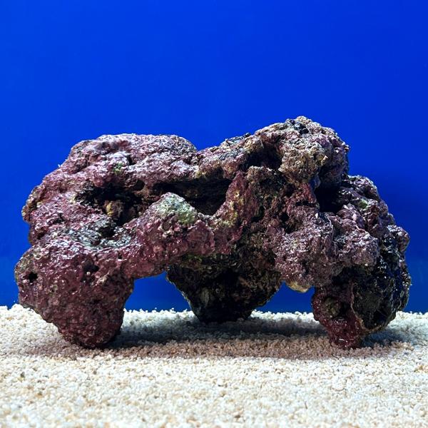 _aqua　◎　一点物　個体販売　現物　画像個体　海水　石　岩　ライブロック　ＬＲ　形状　lr_aｍ　lr_itten　海水魚　レイアウト　水槽　20260225　oyt　seitaigensen1ten　y26m04