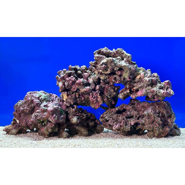 _aqua　◎　一点物　個体販売　現物　画像個体　海水　石　岩　ライブロック　ＬＲ　形状　lr_aｍ　lr_itten　海水魚　レイアウト　水槽　20260423　oyt　seitaigensen1ten　y26m05