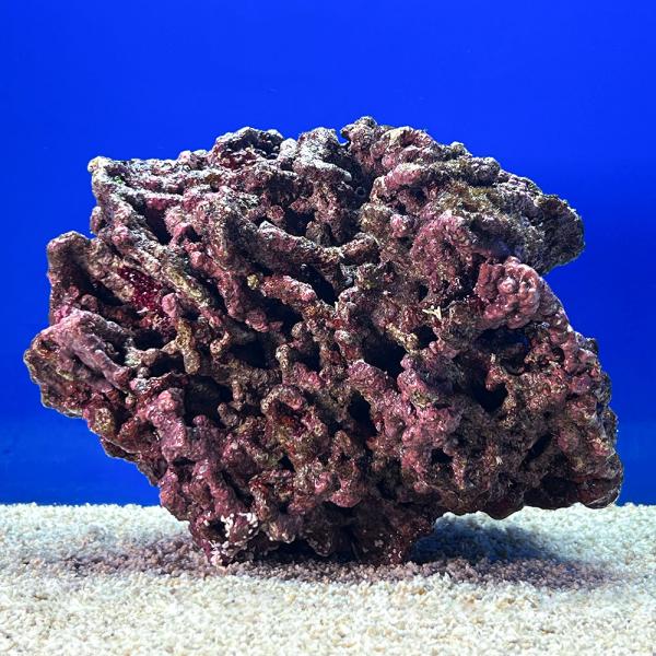 _aqua　◎　一点物　個体販売　現物　画像個体　海水　石　岩　ライブロック　ＬＲ　形状　lr_aｍ　lr_itten　海水魚　レイアウト　水槽　20260521　oyt　seitaigensen1ten　y26m06