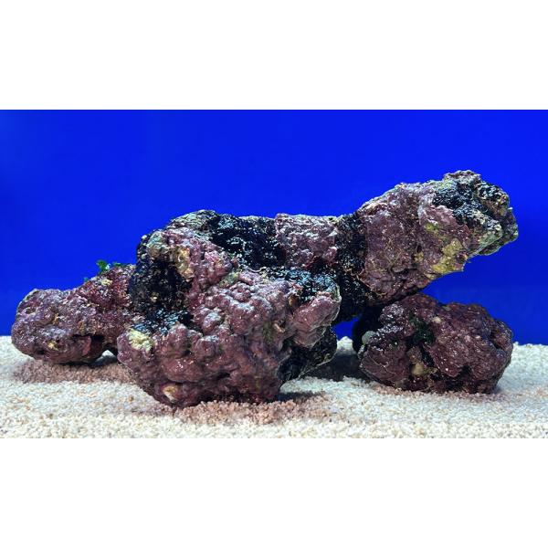 _aqua　◎　一点物　個体販売　現物　画像個体　海水　石　岩　ライブロック　ＬＲ　形状　lr_aｍ　lr_itten　海水魚　レイアウト　水槽　20260625　oyt　seitaigensen1ten　y26m07