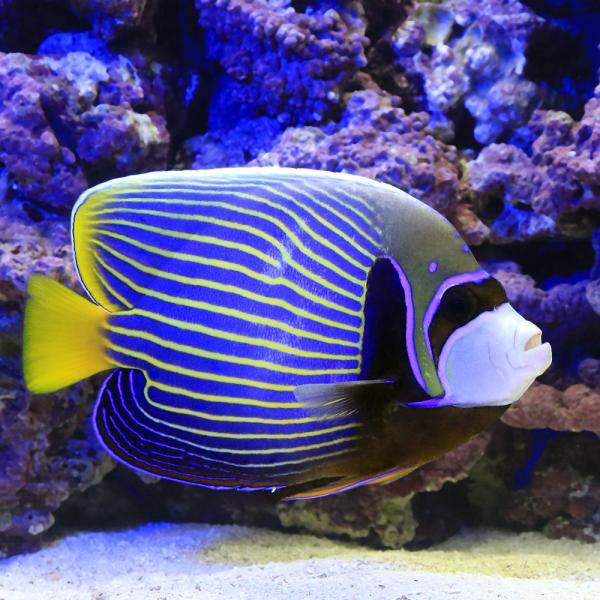 _aqua　◎　一点物　個体販売　現物　画像個体　海水　海水生体　海水魚　m_angelfish　ヤッコ　タテキン　タテジマキンチャクダイ　Ｐｏｍａｃａｎｔｈｕｓ　ｉｍｐｅｒａｔｏｒ　Ｅｍｐｅｒｒｏｒ　Angel m_fish_itten　...