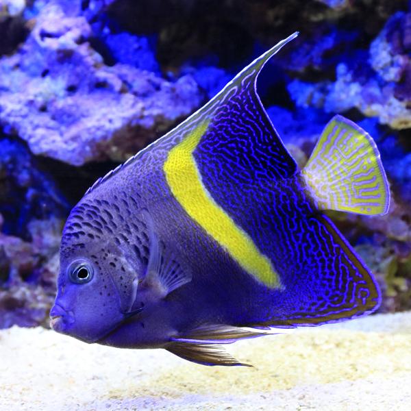 _aqua　sfset　◎　一点物　個体販売　現物　画像個体　海水　海水生体　海水魚　m_angelfish　大型ヤッコ　エンゼル　マクロス　イエローバンドエンゼル　m_fish_itten　seitaigensen1ten　ICHI　y2...