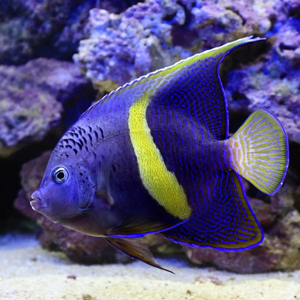 _aqua　sfset　◎　一点物　個体販売　現物　画像個体　海水　海水生体　海水魚　m_angelfish　大型ヤッコ　エンゼル　マクロス　イエローバンドエンゼル　m_fish_itten　seitaigensen1ten　ICHI　y2...