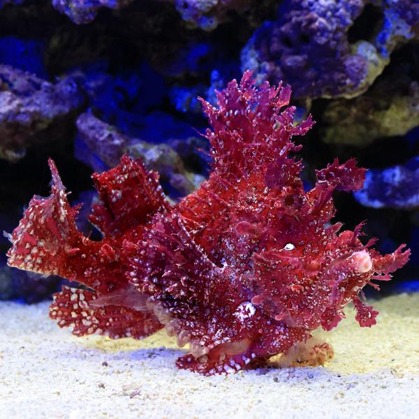 _aqua　◎　一点物　個体販売　現物　画像個体　海水　海水生体　ボロカサゴ　スコーピオンフィッシュ　フィッシュイーター　Ｒｈｉｎｏｐｉａｓ　ｆｒｏｎｄｏｓａ　m_fish_itten　20260331　y26m04　ICHI seitai...