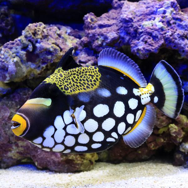 sfset　_aqua　◎　m_surgeonfish　海水　海水生体　海水魚　ホンモンガラ　本モンガラ　ma_fish　Ｂａｌｉｓｔｏｉｄｅｓ　ｃｏｎｓｐｉｃｉｌｌｕｍ　marinefishzukan　kaijyo　一点物　個体販売　現物...