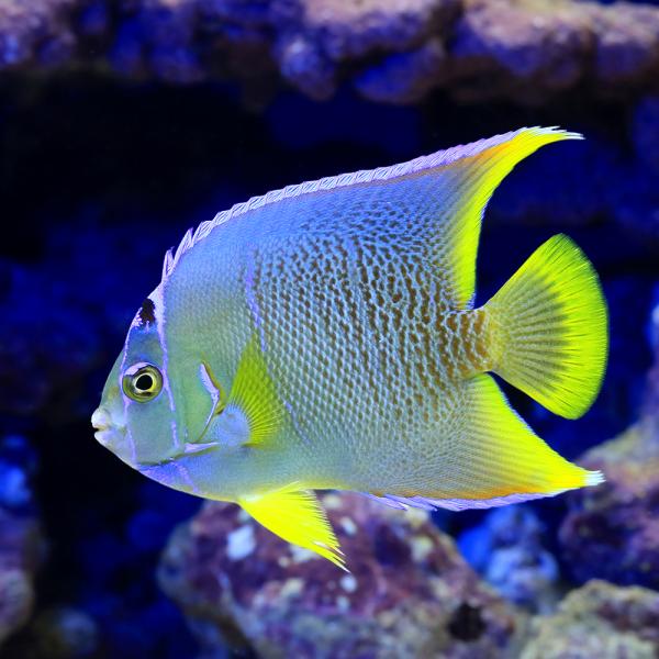 sfset　_aqua　◎　一点物　個体販売　現物　画像個体　海水　海水生体　海水魚　m_angelfish　大型ヤッコ　ｂｅｒｍｕｄｅｎｓｉｓ　ブルーエンゼル　m_fish_ittenseitaigensen1ten　y26m04　ｙ26...