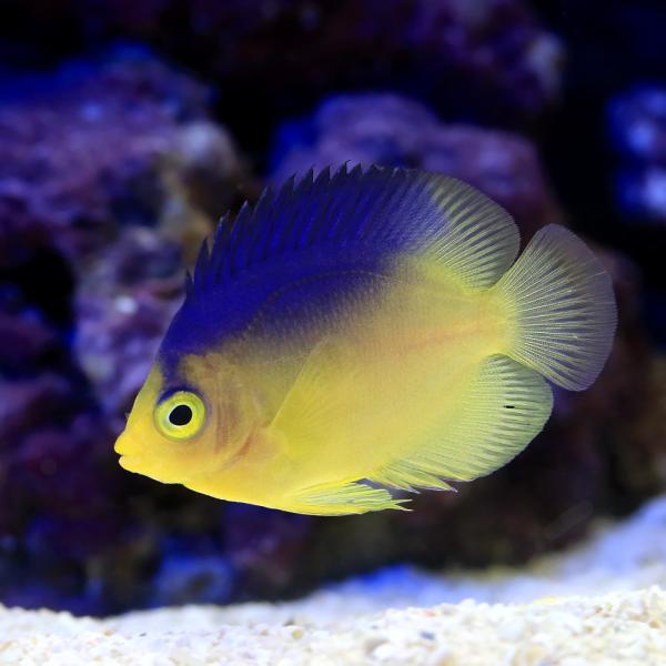 _aqua　sfset　◎　一点物　個体販売　現物　画像個体　ピグミーエンゼル　ケントロピーゲ　m_angelfish　海水　海水生体　海水魚　ヤッコ　Ｃｅｎｔｒｏｐｙｇｅ　ｃｏｌｉｎｉ　コリンズ　m_fish_itten　ｙ26ｍ05　2...