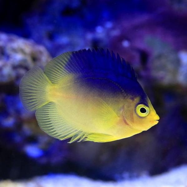 _aqua　sfset　◎　一点物　個体販売　現物　画像個体　ピグミーエンゼル　ケントロピーゲ　m_angelfish　海水　海水生体　海水魚　ヤッコ　Ｃｅｎｔｒｏｐｙｇｅ　ｃｏｌｉｎｉ　コリンズ　m_fish_itten　ｙ26ｍ05　2...