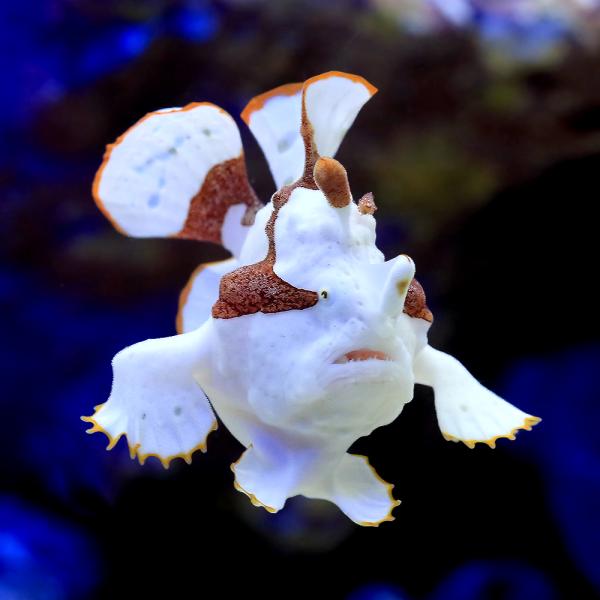 sfset　_aqua　◎　kaisui72　marinefishzukan　カエルアンコウ／カサゴ　海水　海水生体　海水魚　ma_fish　イザリウオ　ma_henteko　ma_moku09　mrnp5bai130914　kaissaw...