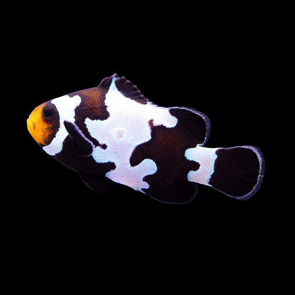 ◎　PTF　m_kumanomi　ma_percula　一点物　個体販売　現物　画像個体　m_angelfish　海水　海水生体　海水魚　クマノミ　ma_kuma　m_fish_itten　オセラリス　カクレクマノミ　Ａｍｐｈｉｐｒｉｏｎ　...