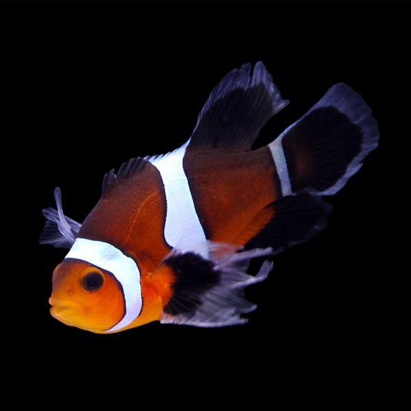 ◎　PTF　m_kumanomi　ma_percula　一点物　個体販売　現物　画像個体　m_angelfish　海水　海水生体　海水魚　クマノミ　ma_kuma　m_fish_itten　オセラリス　カクレクマノミ　Ａｍｐｈｉｐｒｉｏｎ　...