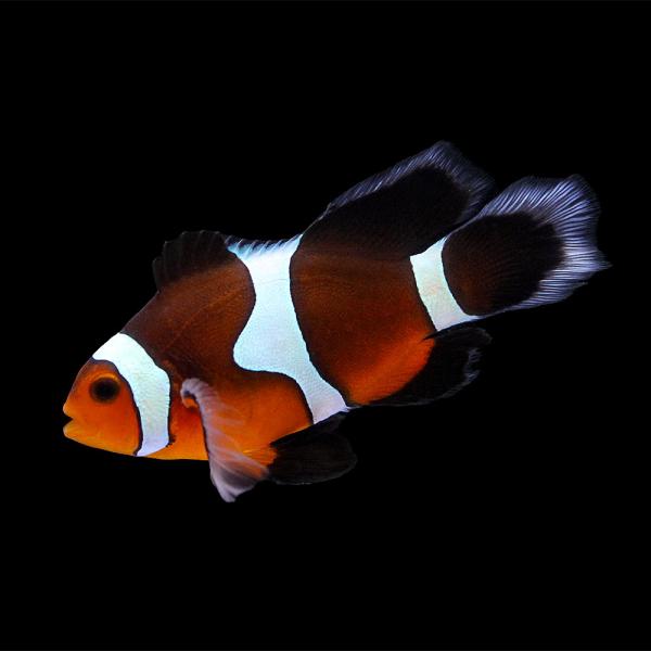 ◎　PTF　m_kumanomi　ma_percula　一点物　個体販売　現物　画像個体　m_angelfish　海水　海水生体　海水魚　クマノミ　ma_kuma　m_fish_itten　オセラリス　カクレクマノミ　Ａｍｐｈｉｐｒｉｏｎ　...