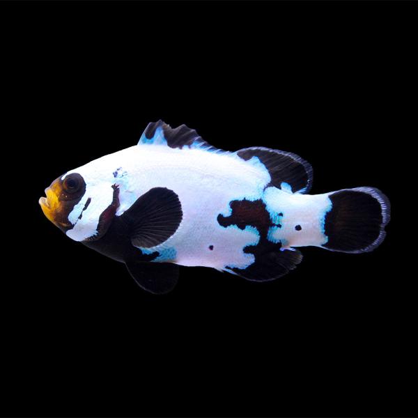 ◎　PTF　m_kumanomi　ma_percula　一点物　個体販売　現物　画像個体　m_angelfish　海水　海水生体　海水魚　クマノミ　ma_kuma　m_fish_itten　オセラリス　カクレクマノミ　Ａｍｐｈｉｐｒｉｏｎ　...