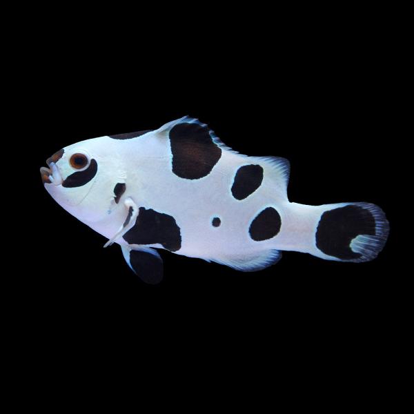 sfset　_aqua　PTF　◎　kaisui72　m_kumanomi　ma_kakurekuma　カクレクマノミ　m_angelfish　海水　海水生体　海水魚　クマノミ　ma_kuma　オセラリス　Ａｍｐｈｉｐｒｉｏｎ　ｏｃｅｌｌａ...