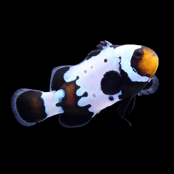 ◎　PTF　m_kumanomi　ma_percula　一点物　個体販売　現物　画像個体　m_angelfish　海水　海水生体　海水魚　クマノミ　ma_kuma　m_fish_itten　オセラリス　カクレクマノミ　Ａｍｐｈｉｐｒｉｏｎ　...