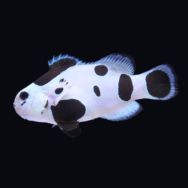 sfset　_aqua　PTF　◎　kaisui72　m_kumanomi　ma_kakurekuma　カクレクマノミ　m_angelfish　海水　海水生体　海水魚　クマノミ　ma_kuma　オセラリス　Ａｍｐｈｉｐｒｉｏｎ　ｏｃｅｌｌａ...
