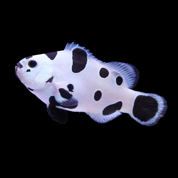 sfset　_aqua　PTF　◎　kaisui72　m_kumanomi　ma_kakurekuma　カクレクマノミ　m_angelfish　海水　海水生体　海水魚　クマノミ　ma_kuma　オセラリス　Ａｍｐｈｉｐｒｉｏｎ　ｏｃｅｌｌａ...