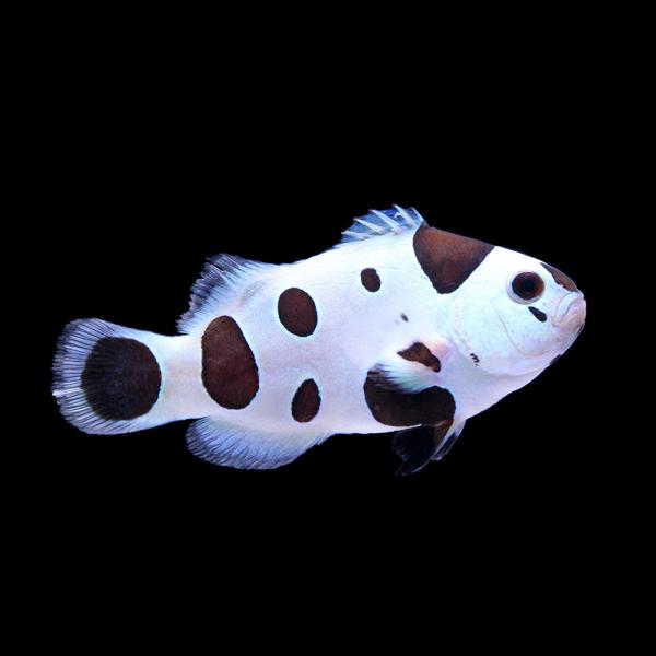 sfset　_aqua　PTF　◎　kaisui72　m_kumanomi　ma_kakurekuma　カクレクマノミ　m_angelfish　海水　海水生体　海水魚　クマノミ　ma_kuma　オセラリス　Ａｍｐｈｉｐｒｉｏｎ　ｏｃｅｌｌａ...