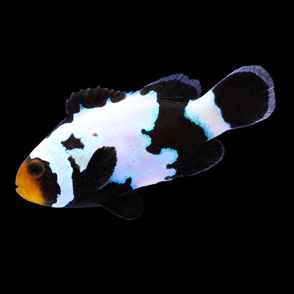 ◎　PTF　m_kumanomi　ma_percula　一点物　個体販売　現物　画像個体　m_angelfish　海水　海水生体　海水魚　クマノミ　ma_kuma　m_fish_itten　オセラリス　カクレクマノミ　Ａｍｐｈｉｐｒｉｏｎ　...