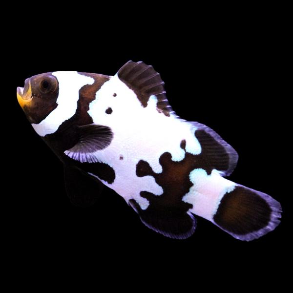 ◎　PTF　m_kumanomi　ma_percula　一点物　個体販売　現物　画像個体　m_angelfish　海水　海水生体　海水魚　クマノミ　ma_kuma　m_fish_itten　オセラリス　カクレクマノミ　Ａｍｐｈｉｐｒｉｏｎ　...