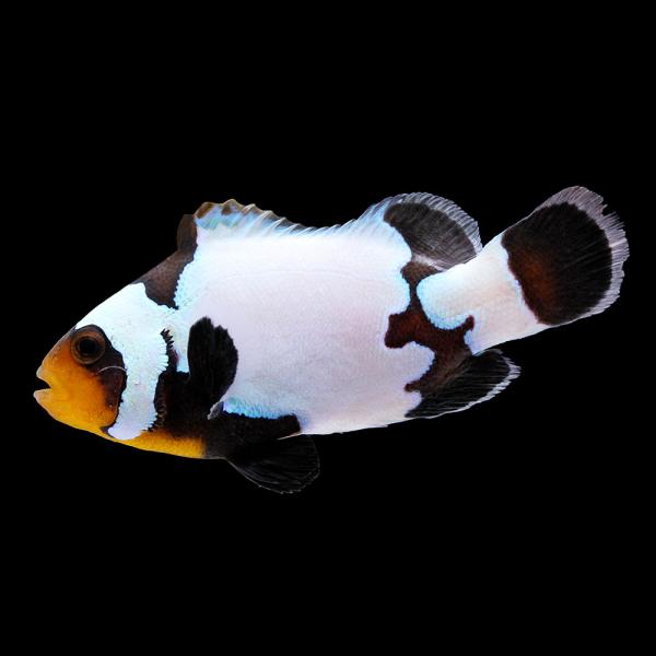 ◎　PTF　m_kumanomi　ma_percula　一点物　個体販売　現物　画像個体　m_angelfish　海水　海水生体　海水魚　クマノミ　ma_kuma　m_fish_itten　オセラリス　カクレクマノミ　Ａｍｐｈｉｐｒｉｏｎ　...