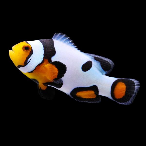 ◎　PTF　m_kumanomi　ma_percula　一点物　個体販売　現物　画像個体　m_angelfish　海水　海水生体　海水魚　クマノミ　ma_kuma　m_fish_itten　オセラリス　カクレクマノミ　Ａｍｐｈｉｐｒｉｏｎ　...