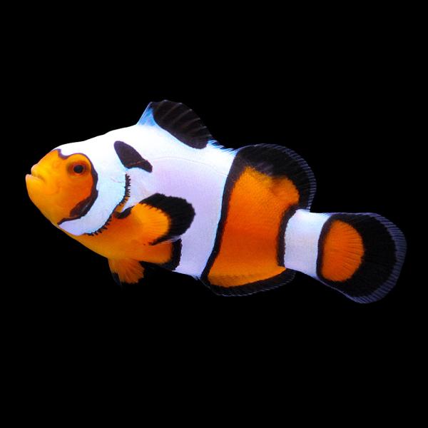 ◎　PTF　m_kumanomi　ma_percula　一点物　個体販売　現物　画像個体　m_angelfish　海水　海水生体　海水魚　クマノミ　ma_kuma　m_fish_itten　オセラリス　カクレクマノミ　Ａｍｐｈｉｐｒｉｏｎ　...