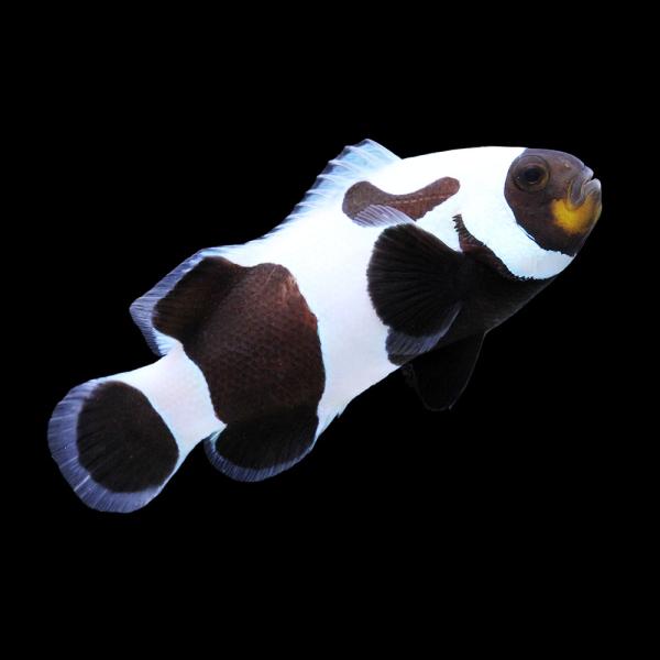 sfset　_aqua　PTF　◎　kaisui72　m_kumanomi　ma_kakurekuma　カクレクマノミ　海水　海水生体　海水魚　クマノミ　ma_kuma　ブラックダヴィンチ　オセラリス　Ａｍｐｈｉｐｒｉｏｎ　ｏｃｅｌｌａｒｉ...