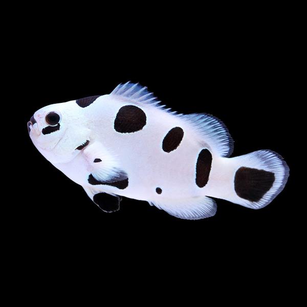 sfset　_aqua　PTF　◎　kaisui72　m_kumanomi　ma_kakurekuma　カクレクマノミ　m_angelfish　海水　海水生体　海水魚　クマノミ　ma_kuma　オセラリス　Ａｍｐｈｉｐｒｉｏｎ　ｏｃｅｌｌａ...