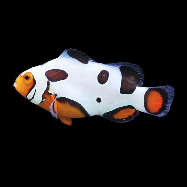 ◎　PTF　m_kumanomi　ma_percula　一点物　個体販売　現物　画像個体　m_angelfish　海水　海水生体　海水魚　クマノミ　ma_kuma　m_fish_itten　オセラリス　カクレクマノミ　Ａｍｐｈｉｐｒｉｏｎ　...