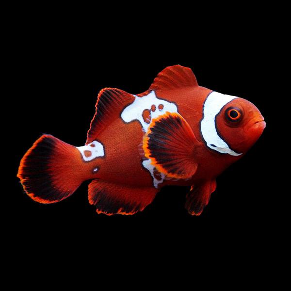 _aqua　sfset　◎　kaisui72　m_kumanomi　ma_kakurekuma　カクレクマノミ　m_angelfish　海水　海水生体　海水魚　クマノミ　ma_kuma　スパインチーク　YS　y26m03　20260328