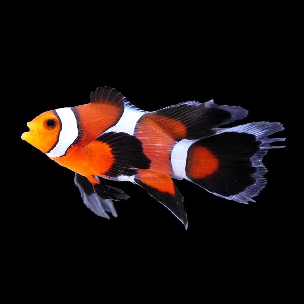 ◎　PTF　m_kumanomi　ma_percula　一点物　個体販売　現物　画像個体　m_angelfish　海水　海水生体　海水魚　クマノミ　ma_kuma　m_fish_itten　オセラリス　カクレクマノミ　Ａｍｐｈｉｐｒｉｏｎ　...