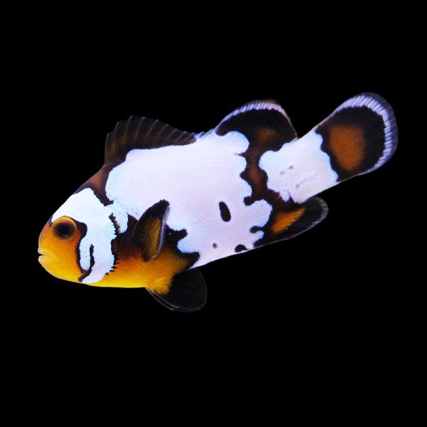 ◎　PTF　m_kumanomi　ma_percula　一点物　個体販売　現物　画像個体　m_angelfish　海水　海水生体　海水魚　クマノミ　ma_kuma　m_fish_itten　オセラリス　カクレクマノミ　Ａｍｐｈｉｐｒｉｏｎ　...