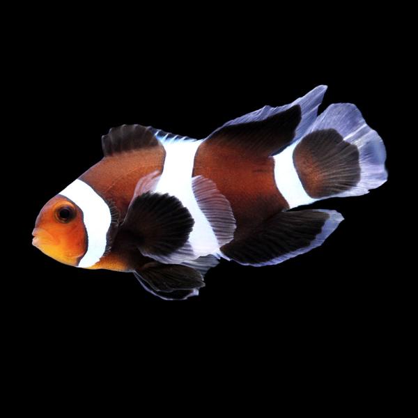 ◎　PTF　m_kumanomi　ma_percula　一点物　個体販売　現物　画像個体　m_angelfish　海水　海水生体　海水魚　クマノミ　ma_kuma　m_fish_itten　オセラリス　カクレクマノミ　Ａｍｐｈｉｐｒｉｏｎ　...