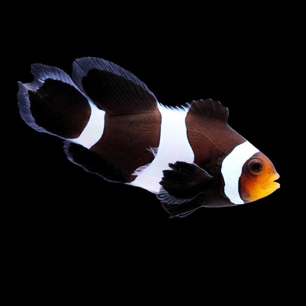 ◎　PTF　m_kumanomi　ma_percula　一点物　個体販売　現物　画像個体　m_angelfish　海水　海水生体　海水魚　クマノミ　ma_kuma　m_fish_itten　オセラリス　カクレクマノミ　Ａｍｐｈｉｐｒｉｏｎ　...
