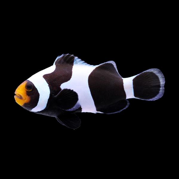 sfset　_aqua　PTF　◎　kaisui72　m_kumanomi　ma_kakurekuma　カクレクマノミ　海水　海水生体　海水魚　クマノミ　ma_kuma　ブラックダヴィンチ　オセラリス　Ａｍｐｈｉｐｒｉｏｎ　ｏｃｅｌｌａｒｉ...