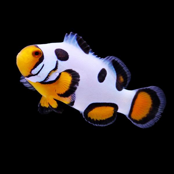 ◎　PTF　m_kumanomi　ma_percula　一点物　個体販売　現物　画像個体　m_angelfish　海水　海水生体　海水魚　クマノミ　ma_kuma　m_fish_itten　オセラリス　カクレクマノミ　Ａｍｐｈｉｐｒｉｏｎ　...