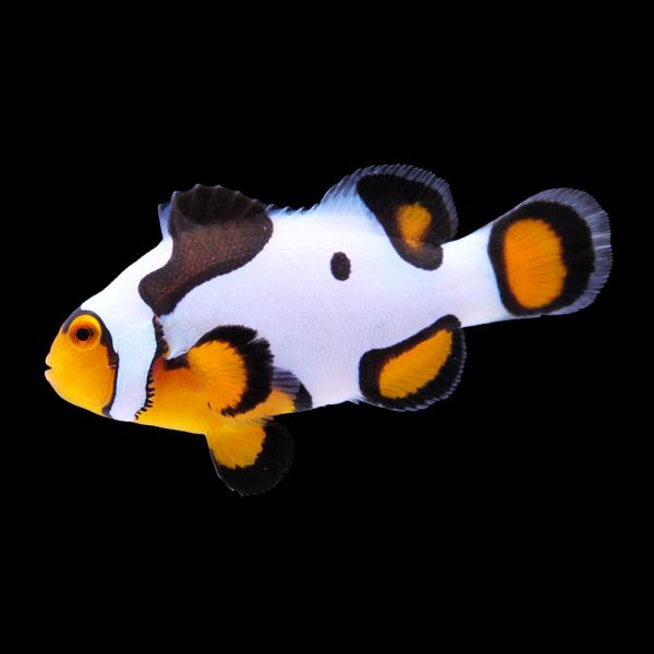 ◎　PTF　m_kumanomi　ma_percula　一点物　個体販売　現物　画像個体　m_angelfish　海水　海水生体　海水魚　クマノミ　ma_kuma　m_fish_itten　オセラリス　カクレクマノミ　Ａｍｐｈｉｐｒｉｏｎ　...