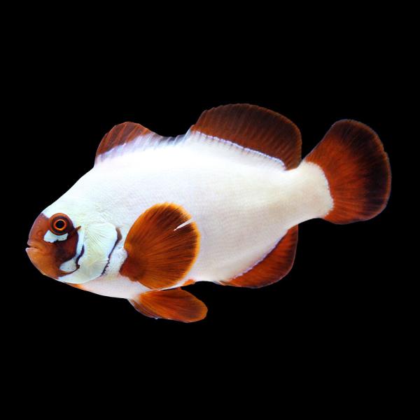 ◎　m_kumanomi　一点物　個体販売　現物　画像個体　海水　海水生体　海水魚　クマノミ　ma_kuma　m_fish_itten　プラチナ　オセラリス　スパインチーク　マロンクマノミ　プラチナスパインチーク　海水生体　　2026040...