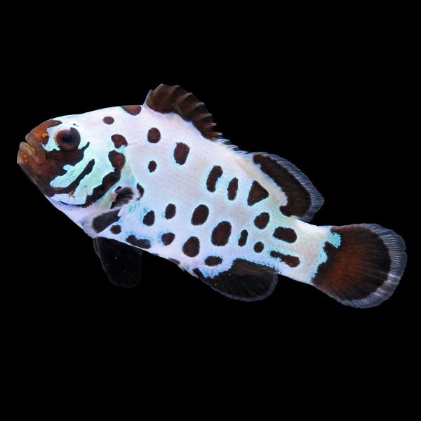 ◎　m_kumanomi　ma_blackocellaris　一点物　個体販売　現物　画像個体　海水　海水生体　海水魚　クマノミ　ma_kuma　m_fish_itten　ブラックオセラリス　スノーフレーク　ピカソ　プラチナ　オセラリス　カ...