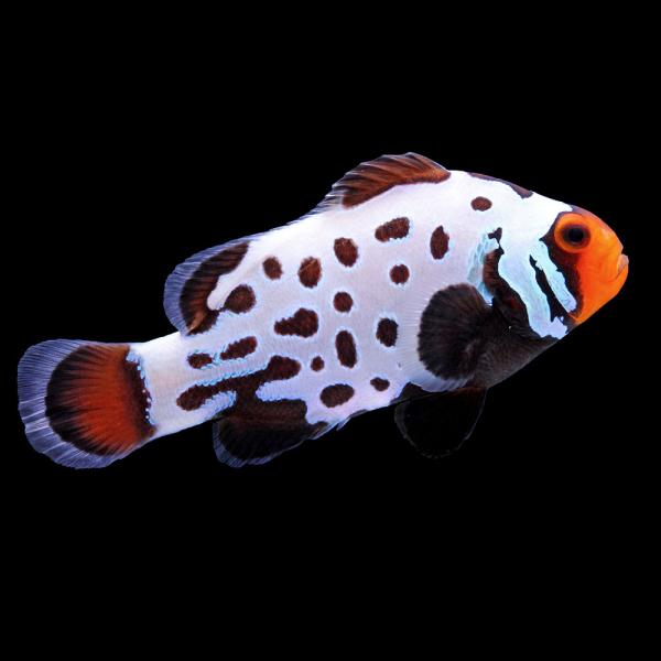 ◎　m_kumanomi　ma_blackocellaris　一点物　個体販売　現物　画像個体　海水　海水生体　海水魚　クマノミ　ma_kuma　m_fish_itten　ブラックオセラリス　スノーフレーク　ピカソ　プラチナ　オセラリス　カ...