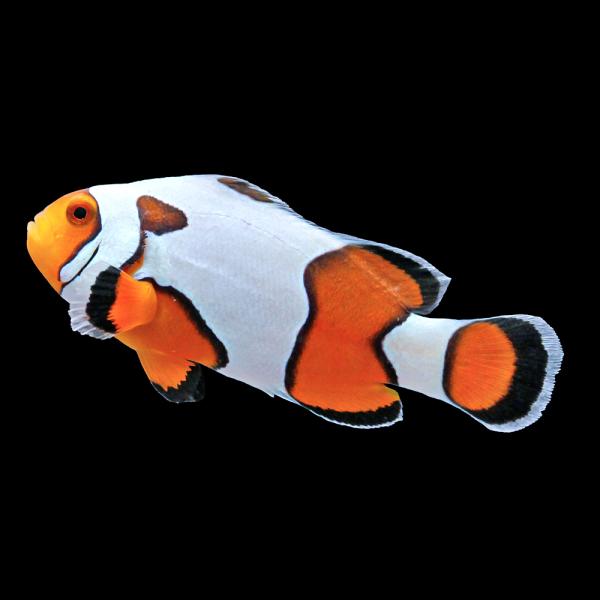 sfset　_aqua　PTF　◎　kaisui72　m_kumanomi　ma_kakurekuma　カクレクマノミ　m_angelfish　海水　海水生体　海水魚　クマノミ　ma_kuma　オセラリス　Ａｍｐｈｉｐｒｉｏｎ　ｏｃｅｌｌａ...