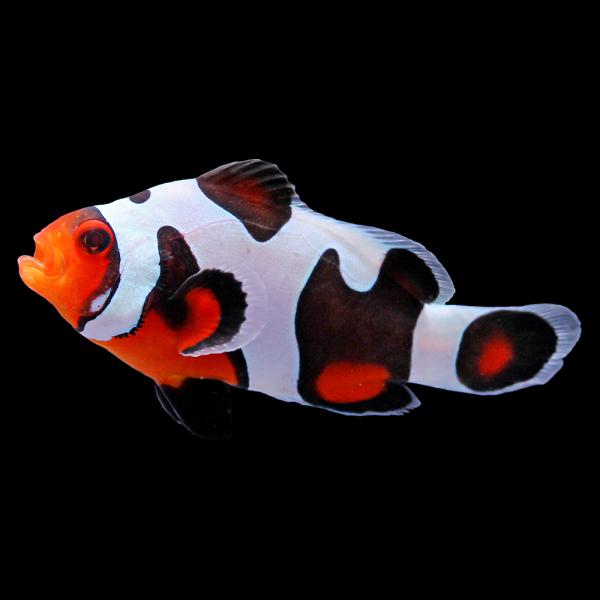 sfset　_aqua　PTF　◎　kaisui72　m_kumanomi　ma_kakurekuma　カクレクマノミ　海水　海水生体　海水魚　クマノミ　ma_kuma　ブラックダヴィンチ　オセラリス　Ａｍｐｈｉｐｒｉｏｎ　ｏｃｅｌｌａｒｉ...