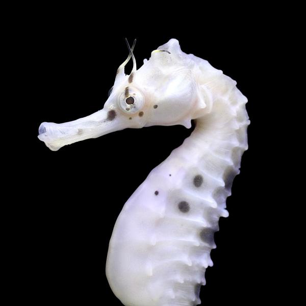 sfset　_aqua　◎　kaisui72　marinefishzukan　タツノオトシゴ　一点物　個体販売　現物　画像個体　海水　海水生体　海水魚　ma_fish　Ｈｉｐｐｏｃａｍｐｕｓ　ａｂｄｏｍｉｎａｌｉｓ　YS　y26m03　20...